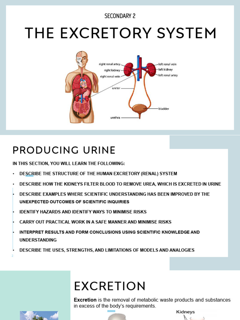Ch.2 The Excretory System | PDF