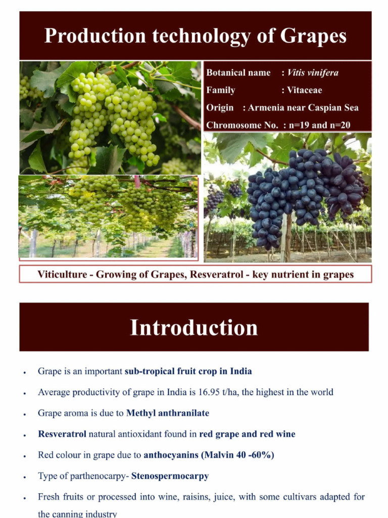 Grapes | PDF