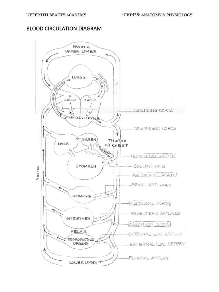 IUBT435 - (6) Blood Circulation Diagram | PDF