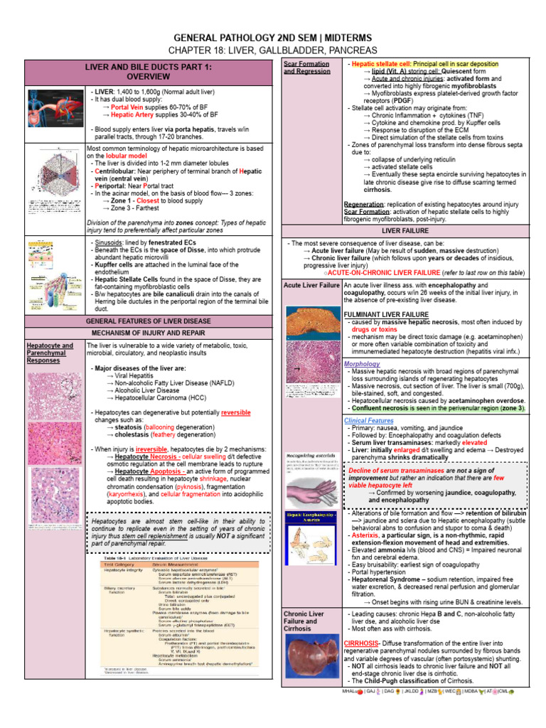 Chapter 18: Liver, Gallbladder, Pancreas: General Pathology 2Nd Sem ...
