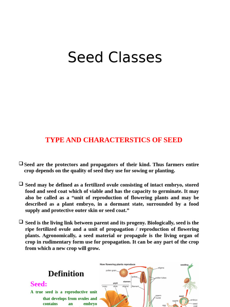 Seed Classes | PDF | Seed | Embryo