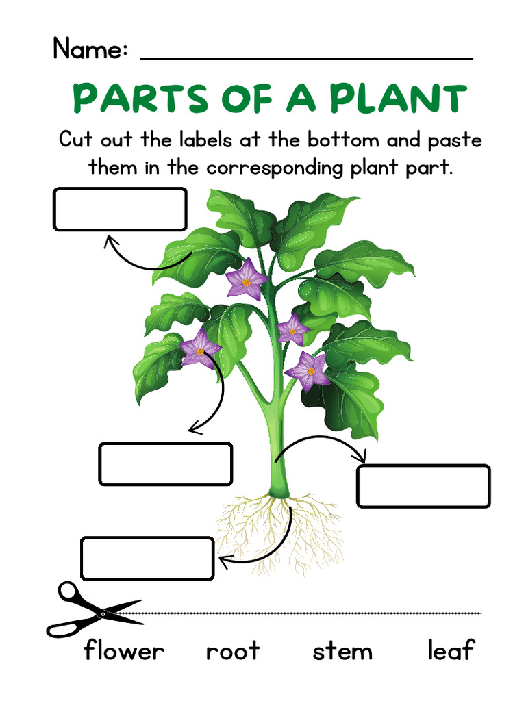 Green and Purple Illustrative Parts of A Plant Science Worksheet | PDF