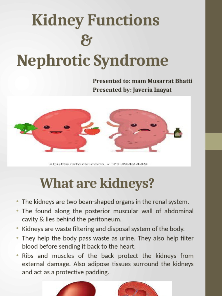 Kidney, Functions, Types and Nutrition | PDF | Kidney | Homeostasis