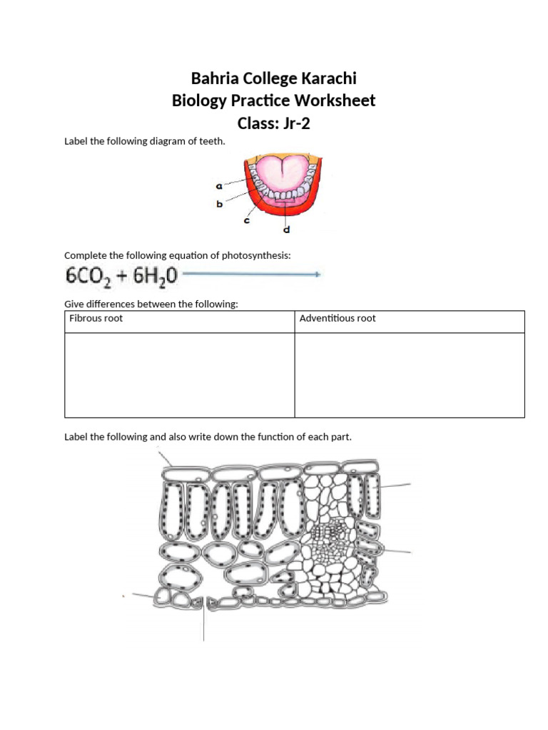Bio Worksheet JR 2 | PDF