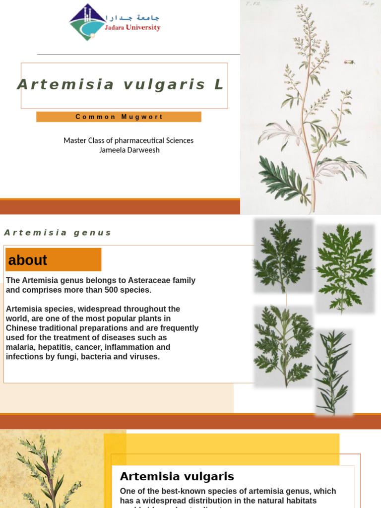 Elegantes Artemisia Vulgaris Wirkung Bild