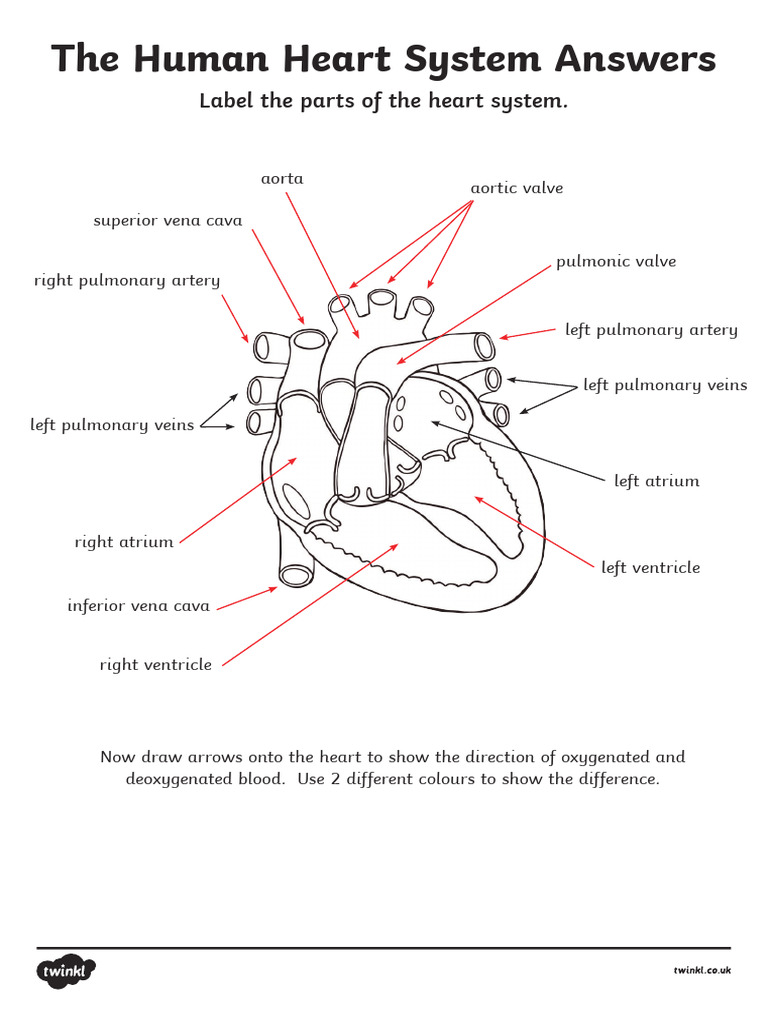 The Human Heart System Answers | PDF