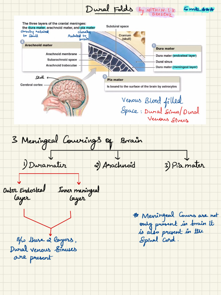 Dural Folds | PDF | Skull | Human Anatomy