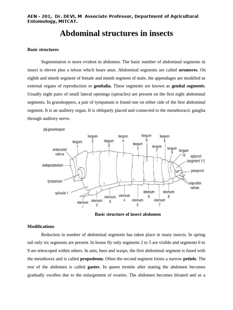 lec-7 | PDF | Insects | Abdomen