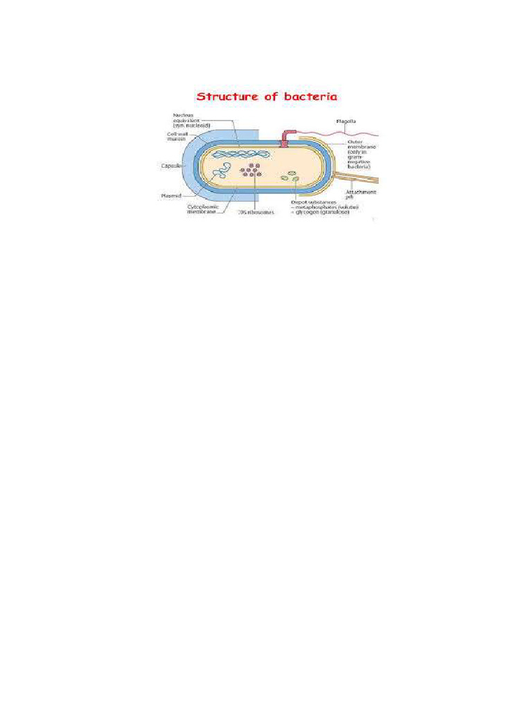 Bacterial Flagella Classification Types | PDF | Bacteria | Cell (Biology)