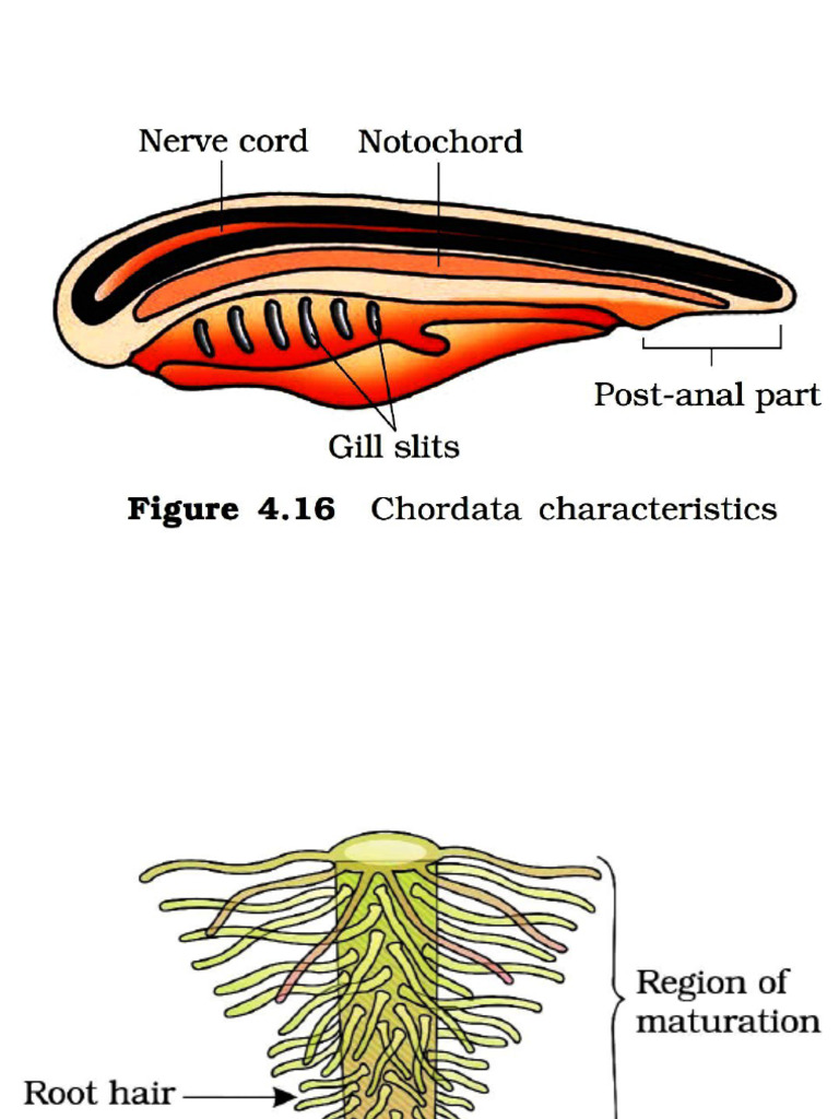 Bio Diagrams Ncert 12th | PDF