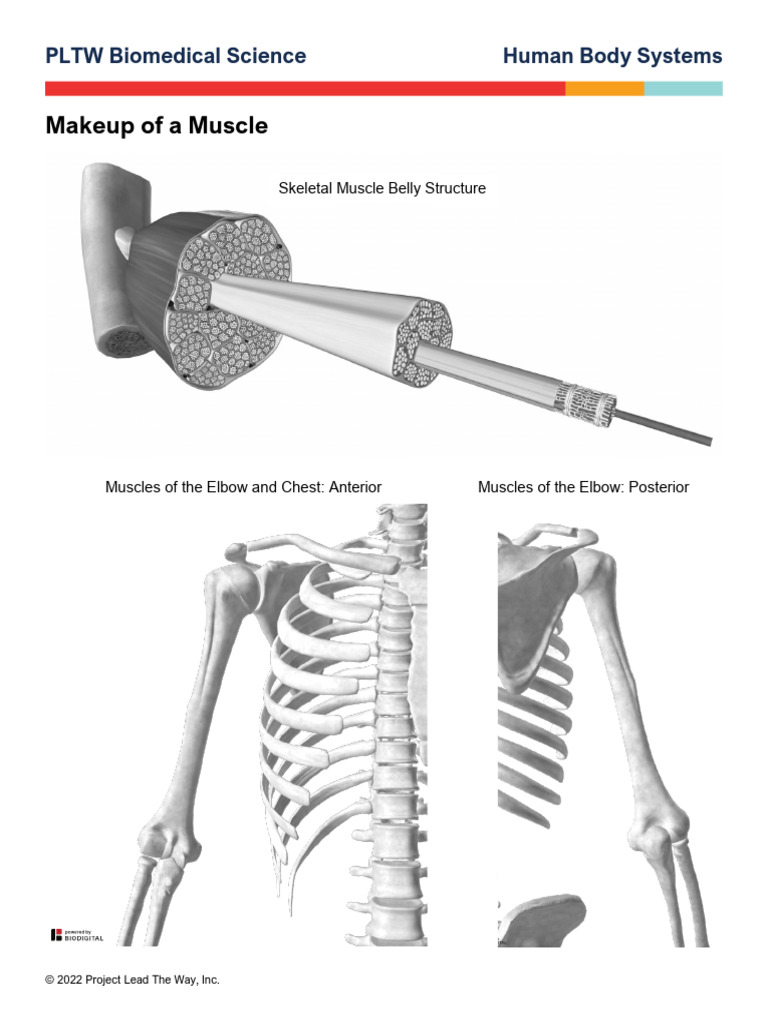 1.2.2 Makeup of Muscle Sheet | PDF