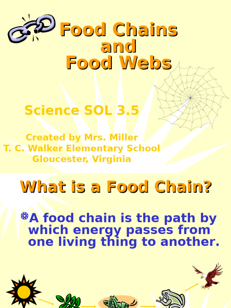 Understanding Food Chains and Webs | PDF