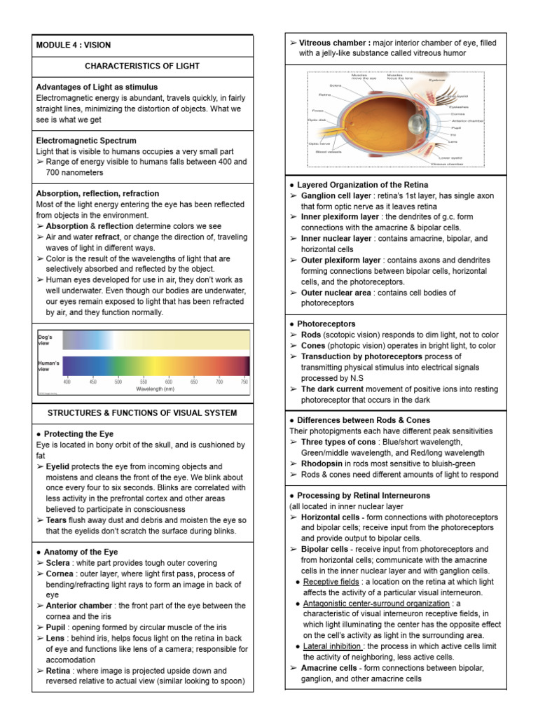 Physiological Psychology (Midterm) | PDF | Ear | Auditory System