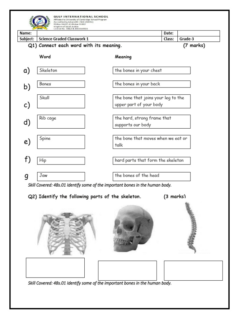 Grade 3 Science Skeleton Classwork | PDF | Skeleton | Musculoskeletal ...