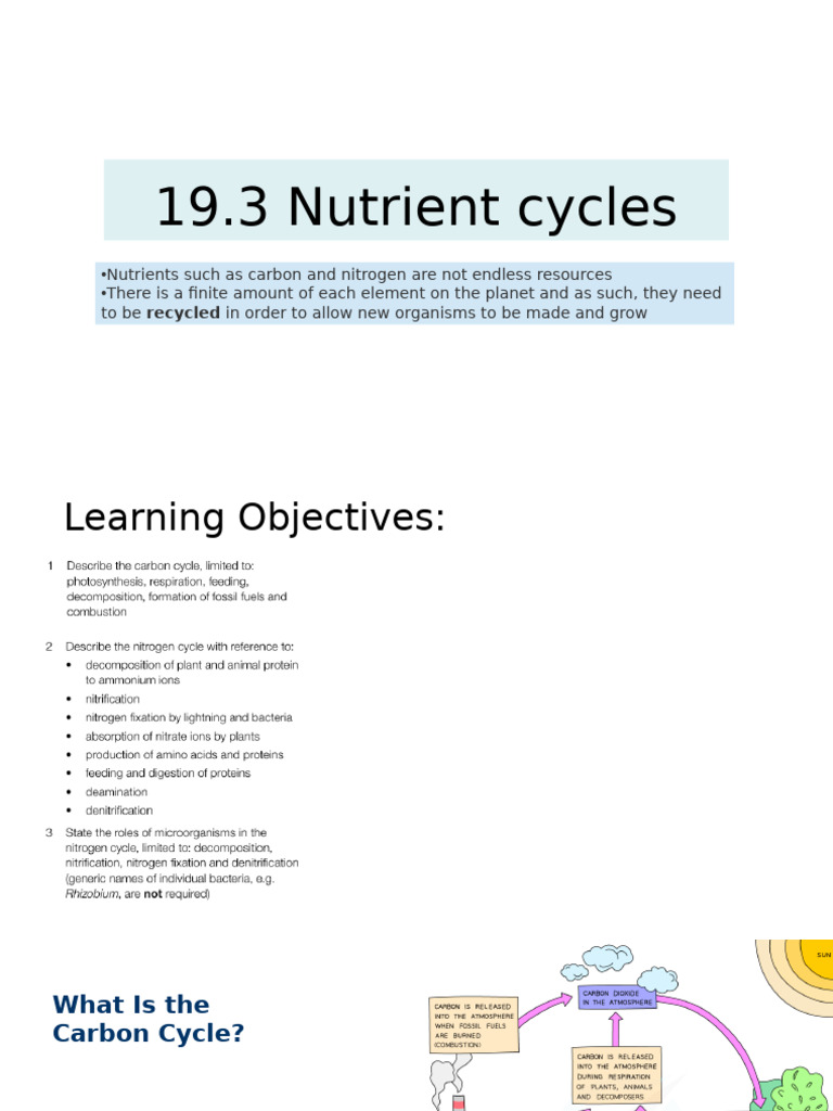 Understanding Carbon and Nitrogen Cycles | PDF | Nitrogen | Nitrate