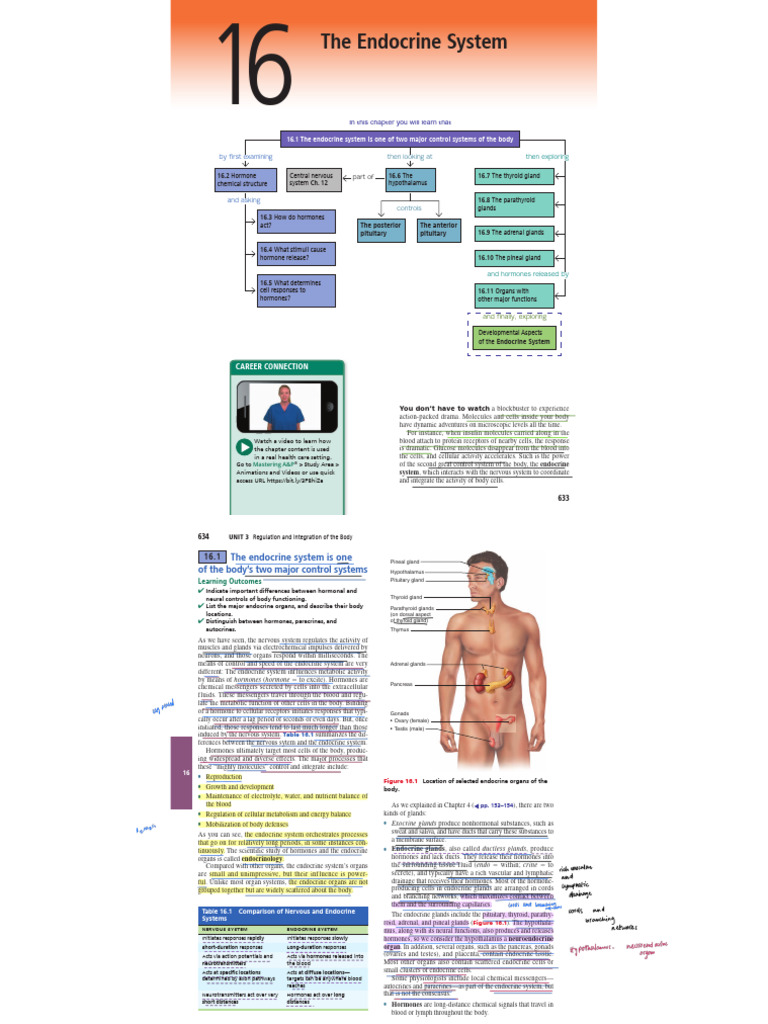 Endocrine | PDF | Hormone | Endocrine System