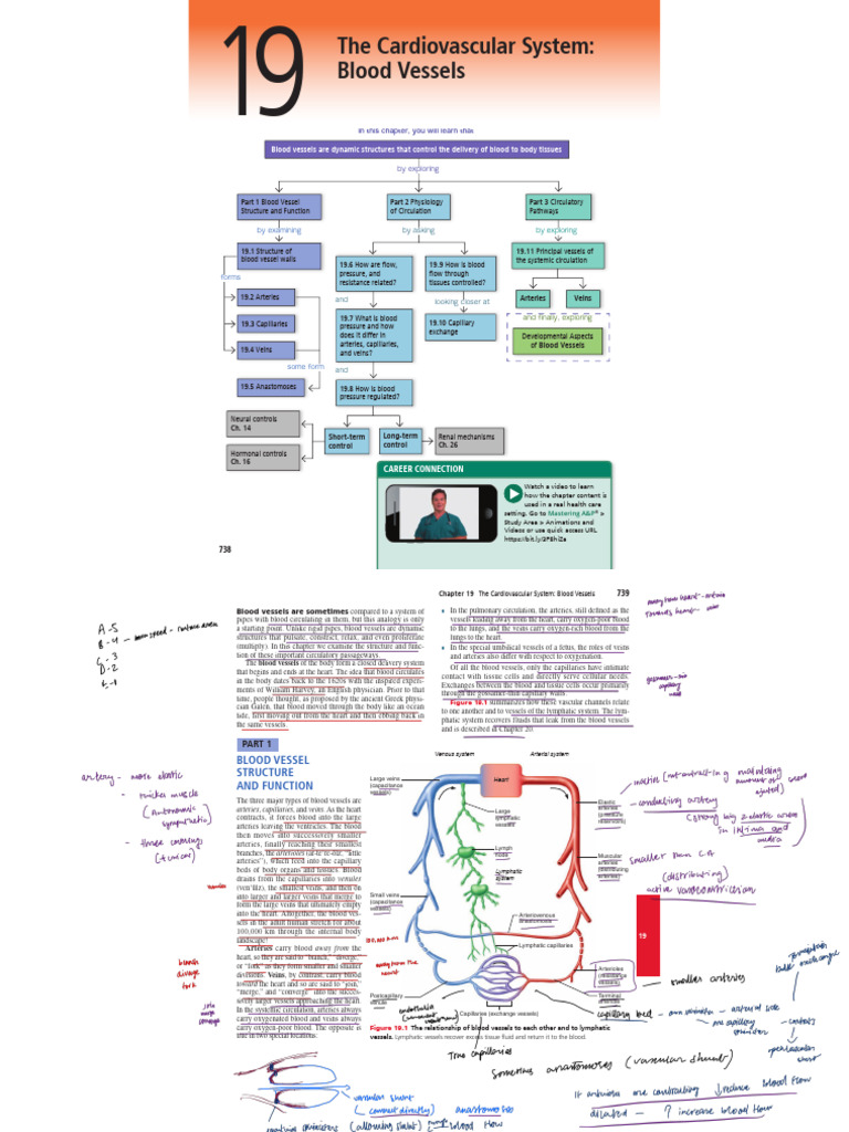 Blood Vessels | PDF | Artery | Vein