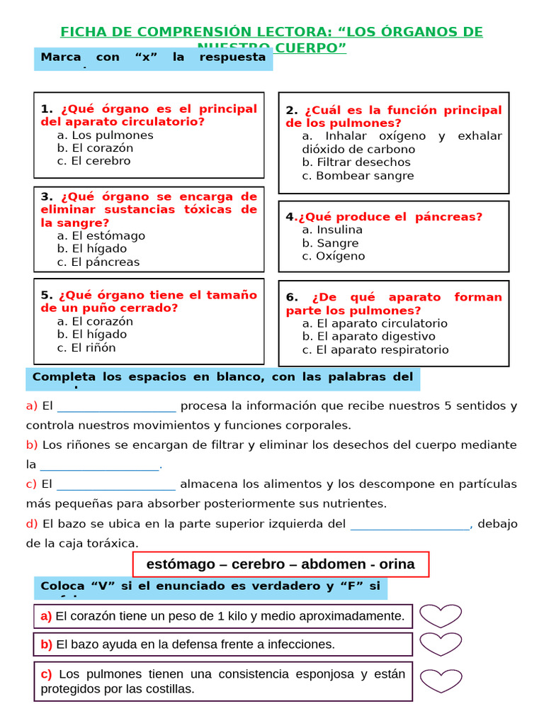 Comprensión Lectora: Órganos del Cuerpo | PDF | Hígado | Corazón