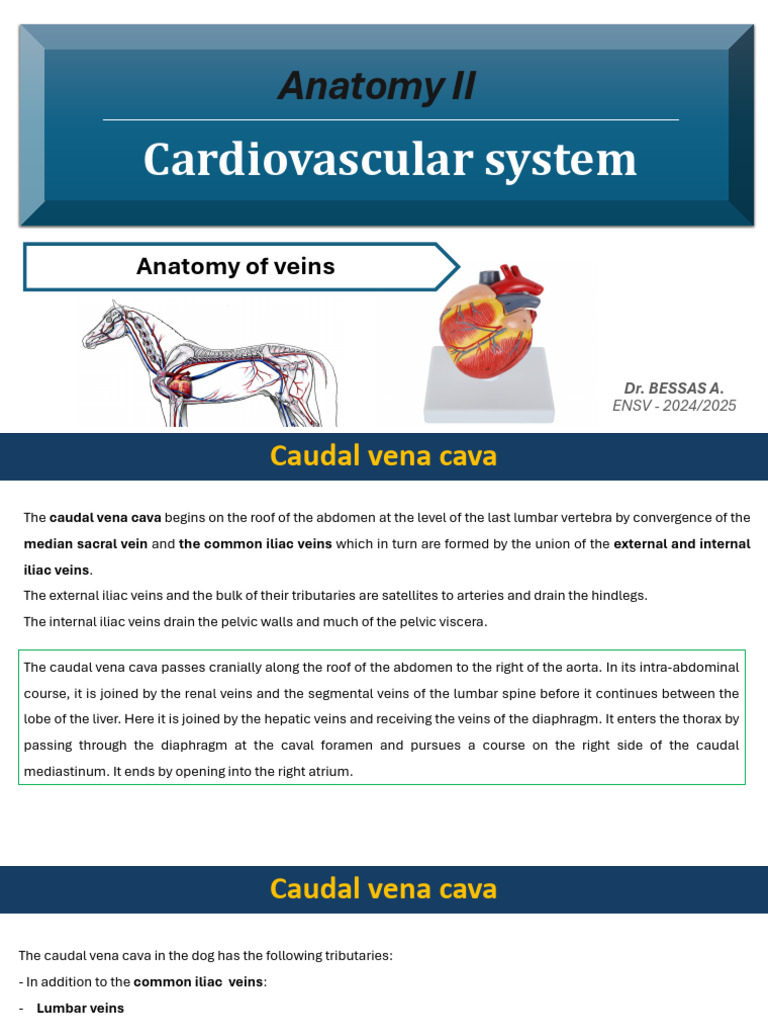 Anatomy of Veins (Part 2) | PDF | Vein | Abdomen