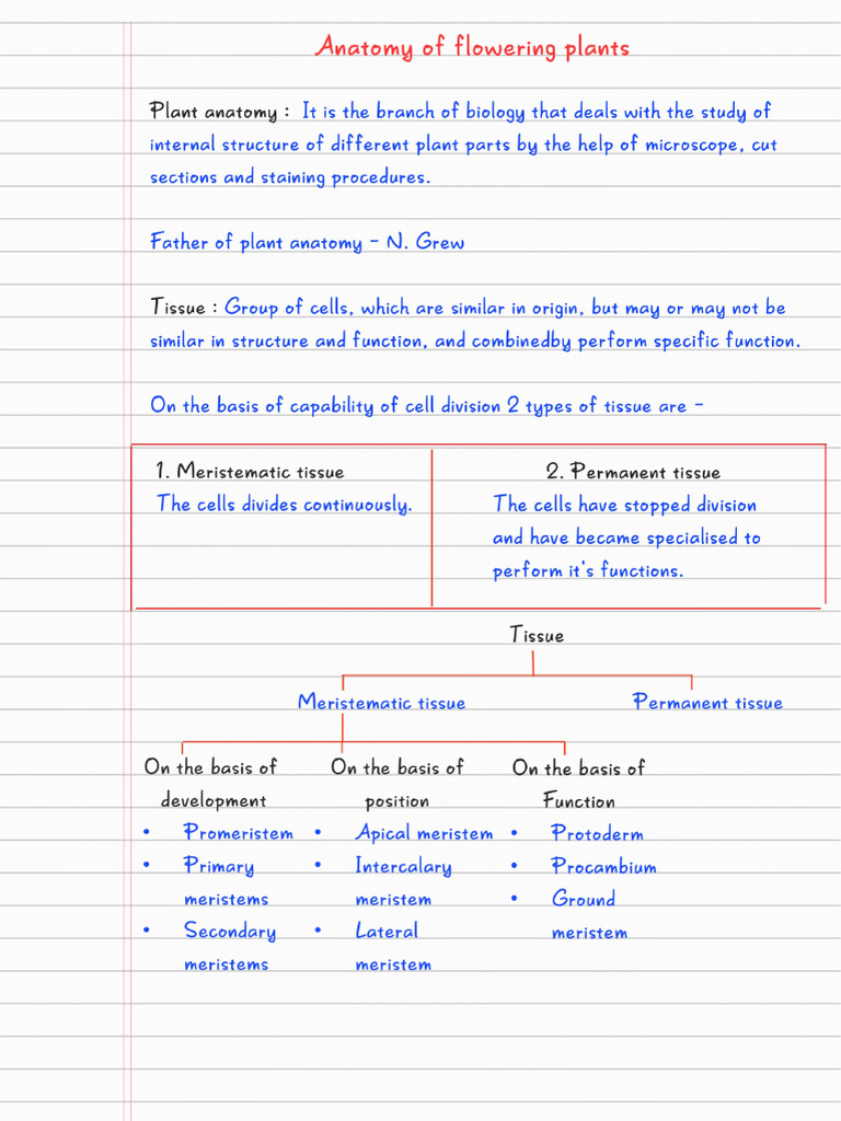 Plant Anatomy 1 Tissue by DR RM Sir | PDF