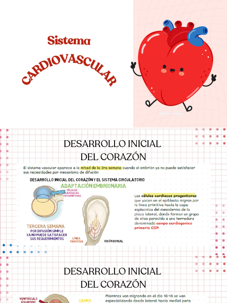 Parts of The Heart Anatomy Biology Presentation in A Colorful Bold ...