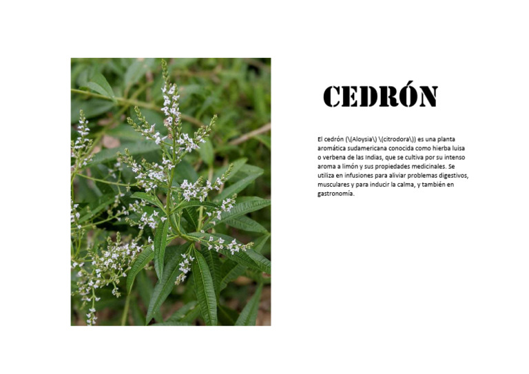 Cedron | PDF