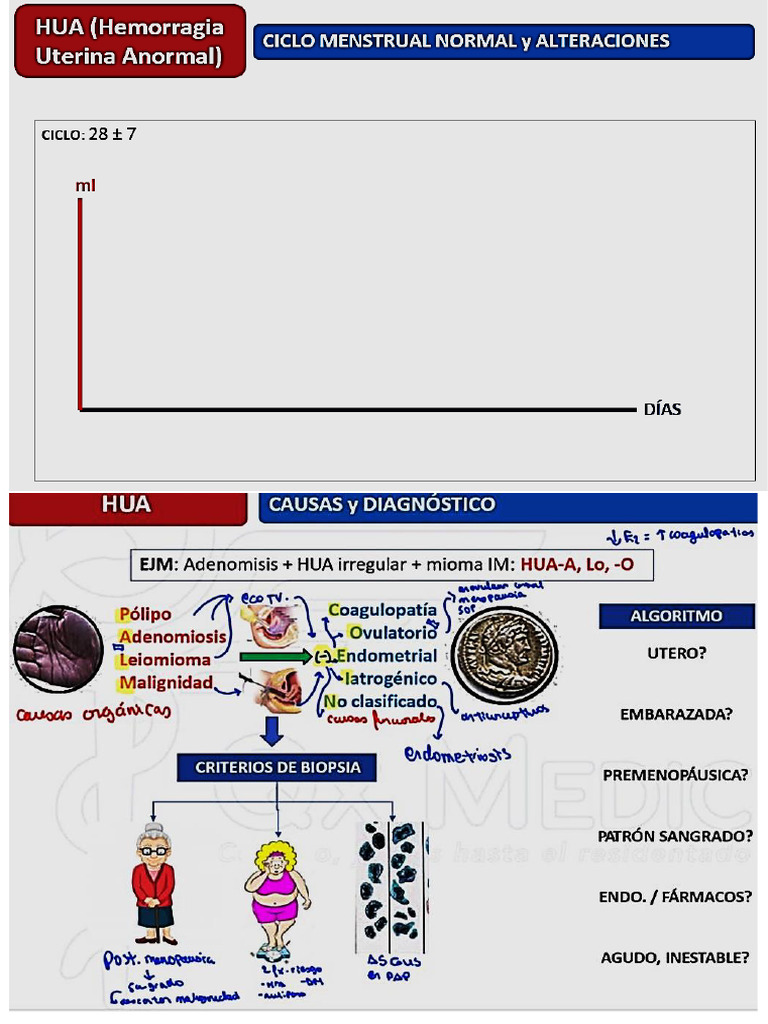 Sangrado Uterino Anormal EXO QX | PDF