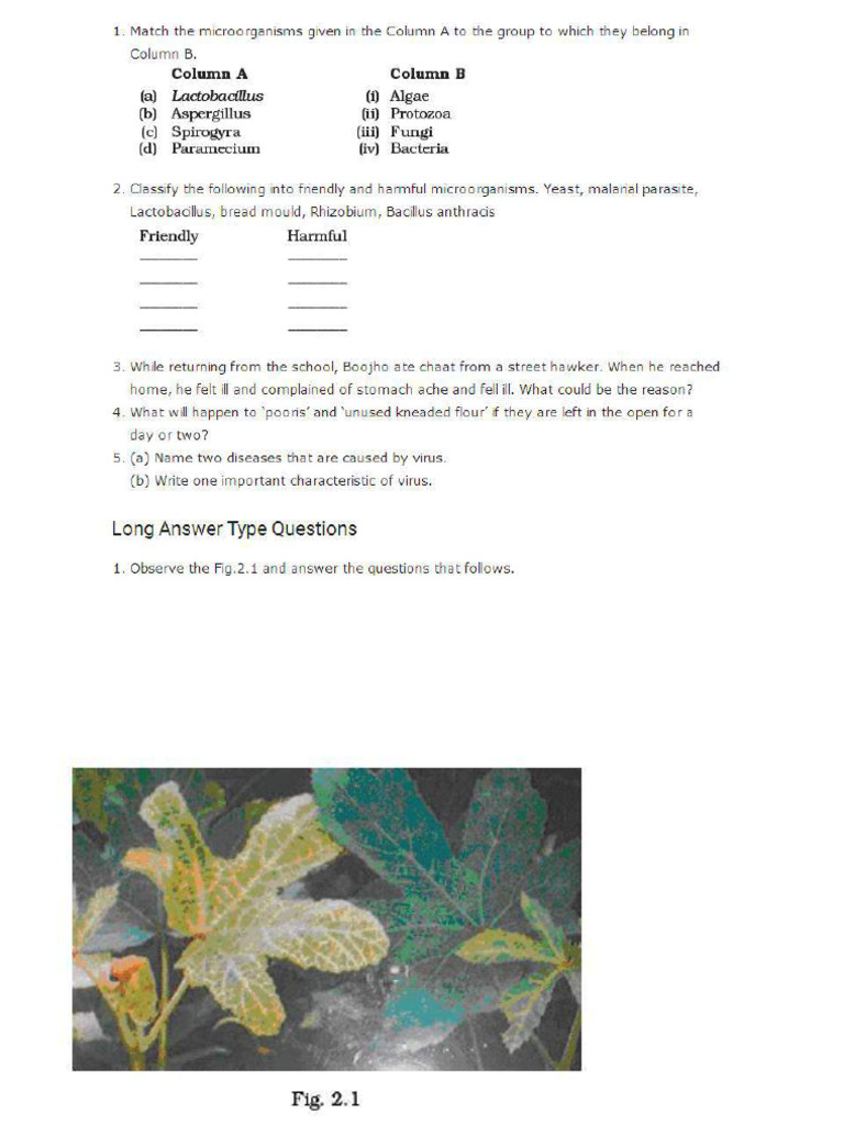 Important Questions For Class 8 Science Chapter 2 Microorganisms Friend and Foe | PDF