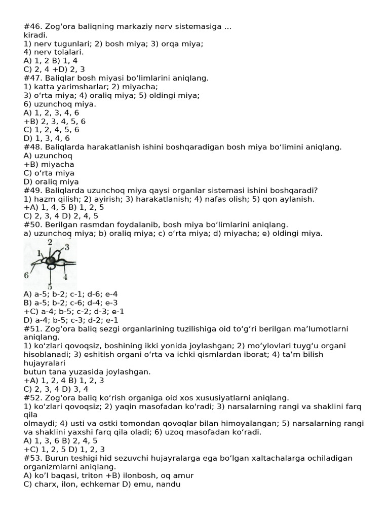 Baliq Nerv Sistem | PDF