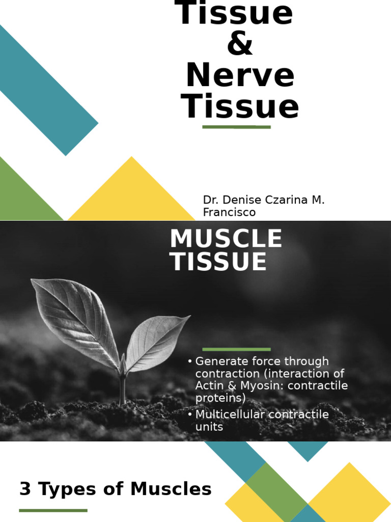 Muscle Nerve Tissue GHE | PDF | Muscle Contraction | Skeletal Muscle