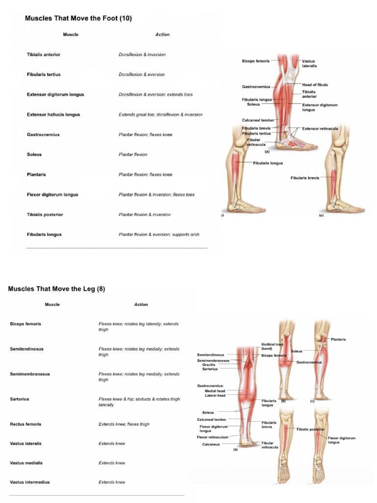 Muscles Name Action | PDF