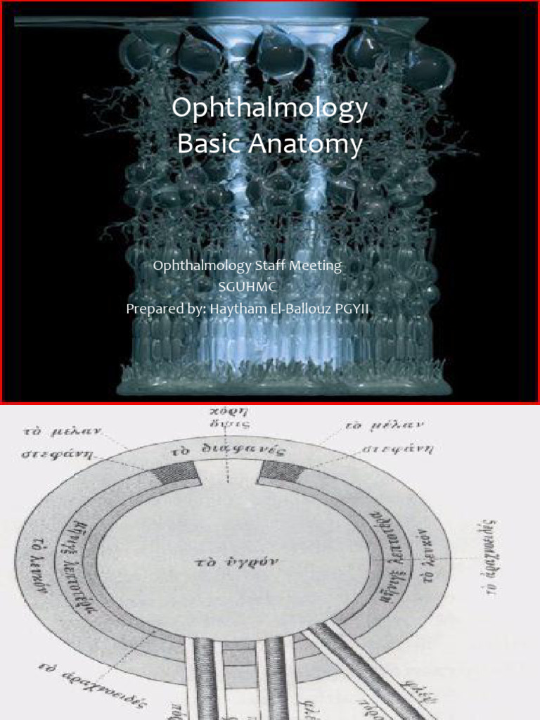 Anatomy and Basic Physiology | PDF | Visual Cortex | Retina