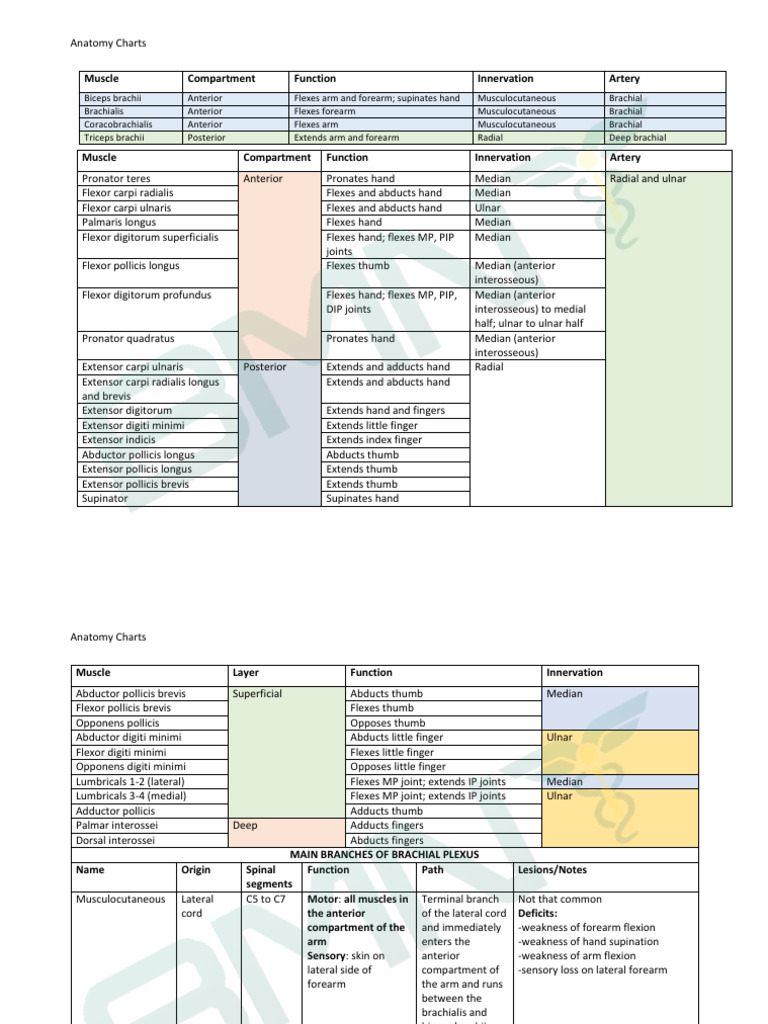 Bmnt Anatomy | PDF | Human Leg | Thumb