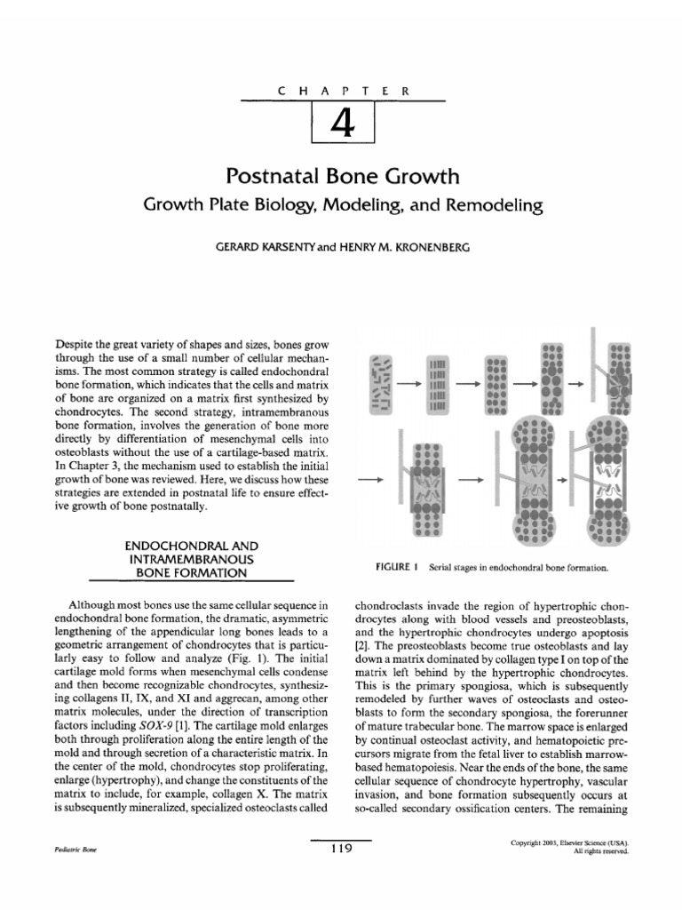 CHAPTER 4 - Postnatal Bone Growth Growth Plate Biology Mod - 2003 ...