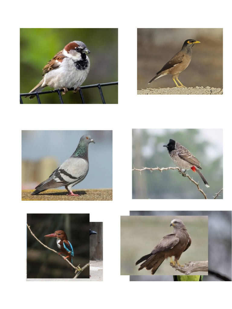 Biology Project Images | PDF