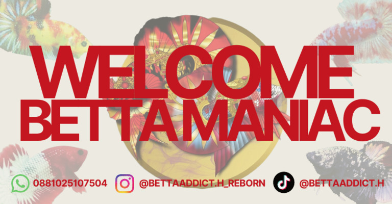 Banner Indoor MMT | PDF
