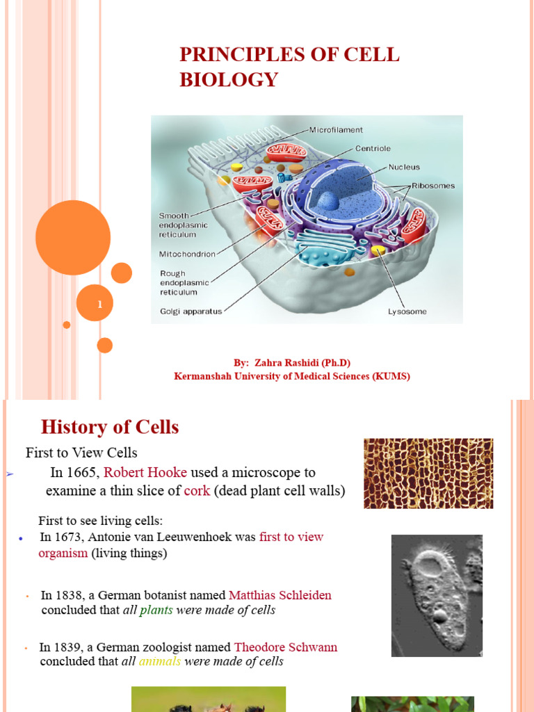 CELL STRUCTURE | PDF | Cell (Biology) | Endoplasmic Reticulum
