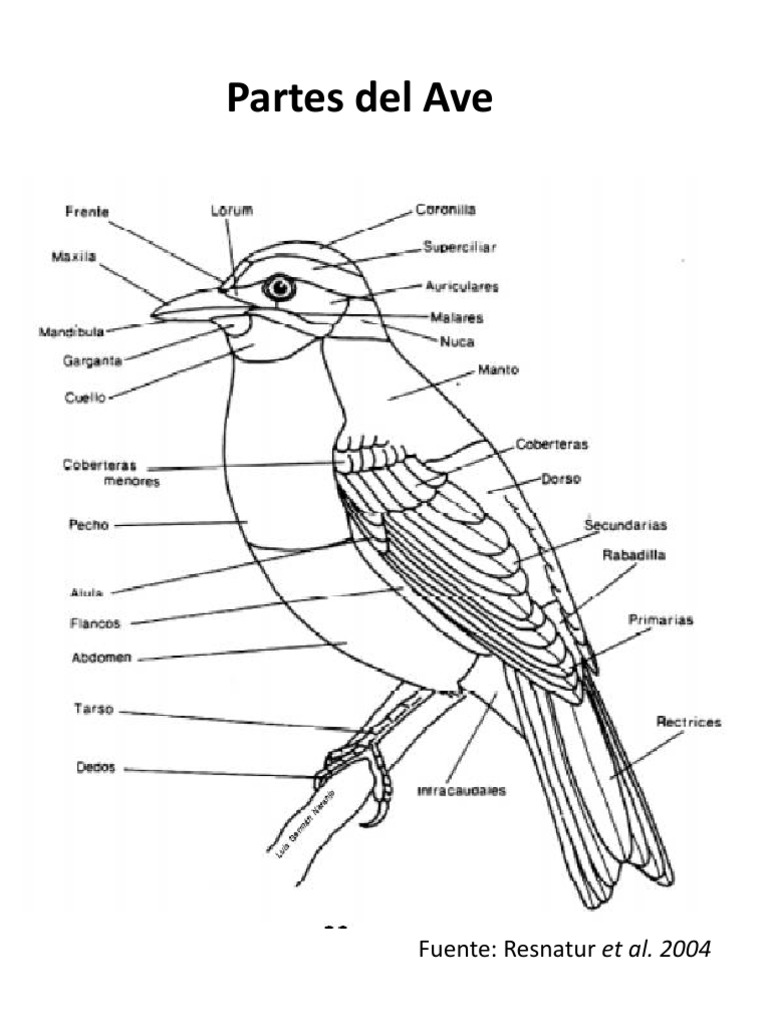 Partes Del Ave y Patrones de Plumaje | PDF
