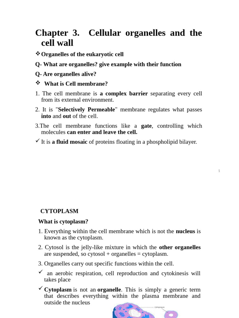 Cell Bio Chapter 3 | PDF | Endoplasmic Reticulum | Chloroplast