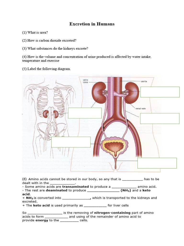 Excretion in Humans | PDF