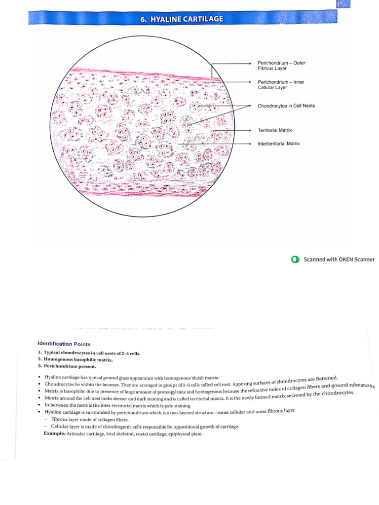 General Histology IMP | PDF