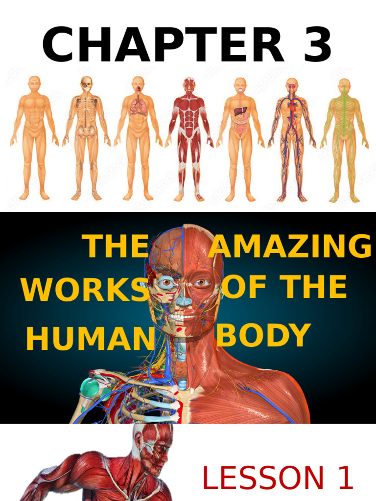 G6 Science C3 Lesson 1 Muscular System | PDF | Muscle | Skeletal Muscle