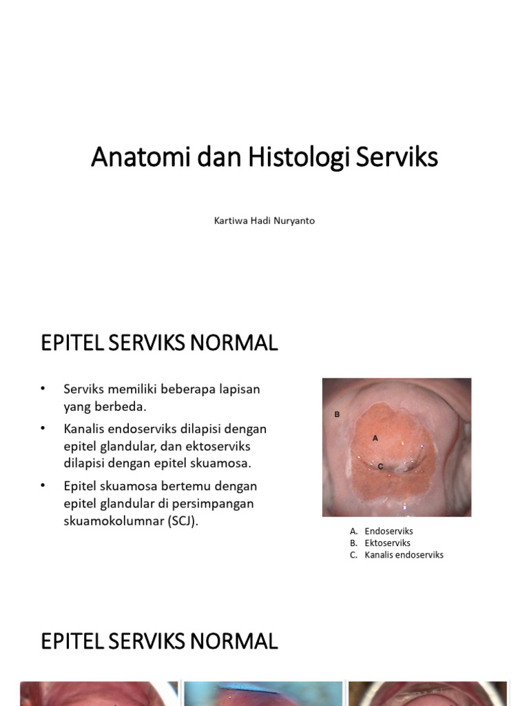 Anatomi Dan Histologi Serviks | PDF