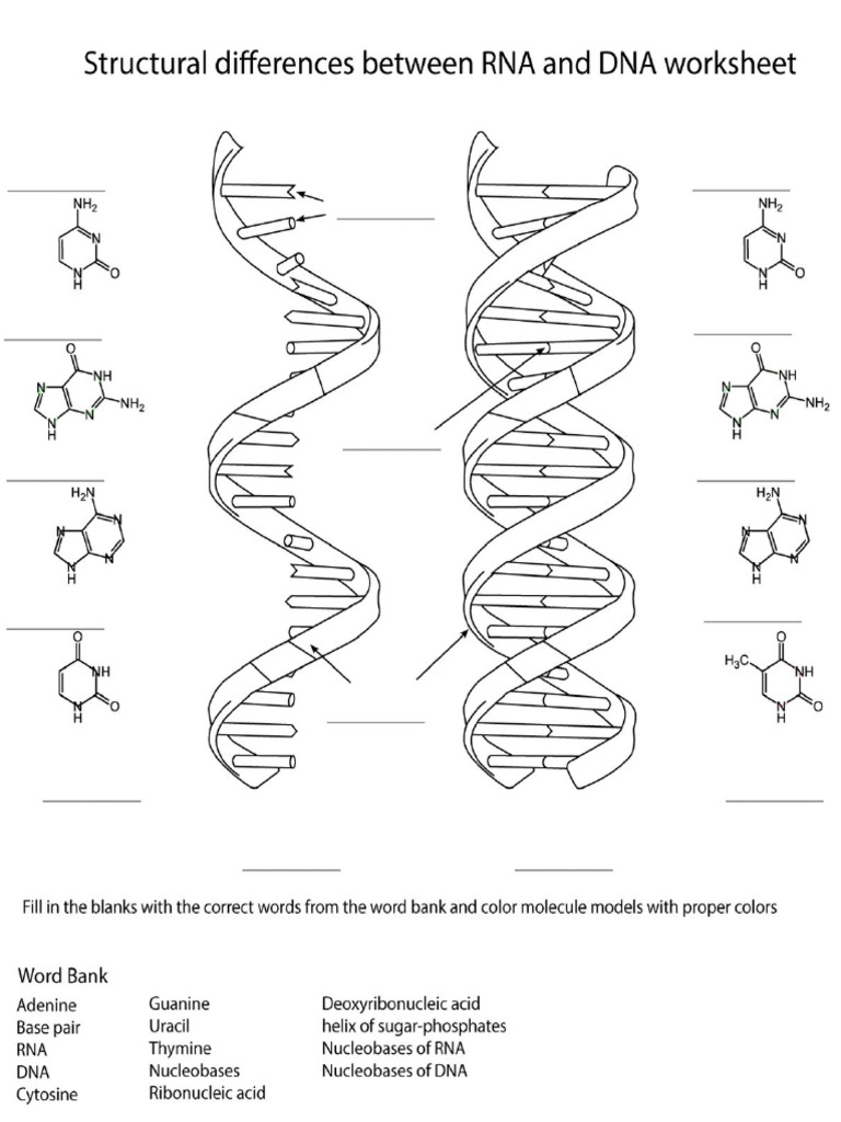 DNA and RNA - Worksheet | PDF