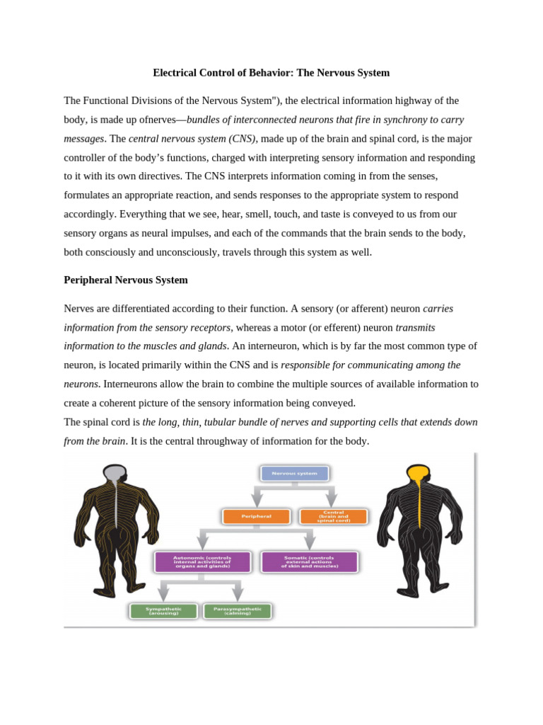 Nervous System and Behavior Control | PDF | Nervous System | Central ...