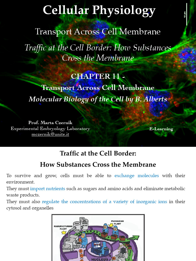 Lesson 5 Tranpsort Across the Membrane | PDF | Chemical Synapse ...