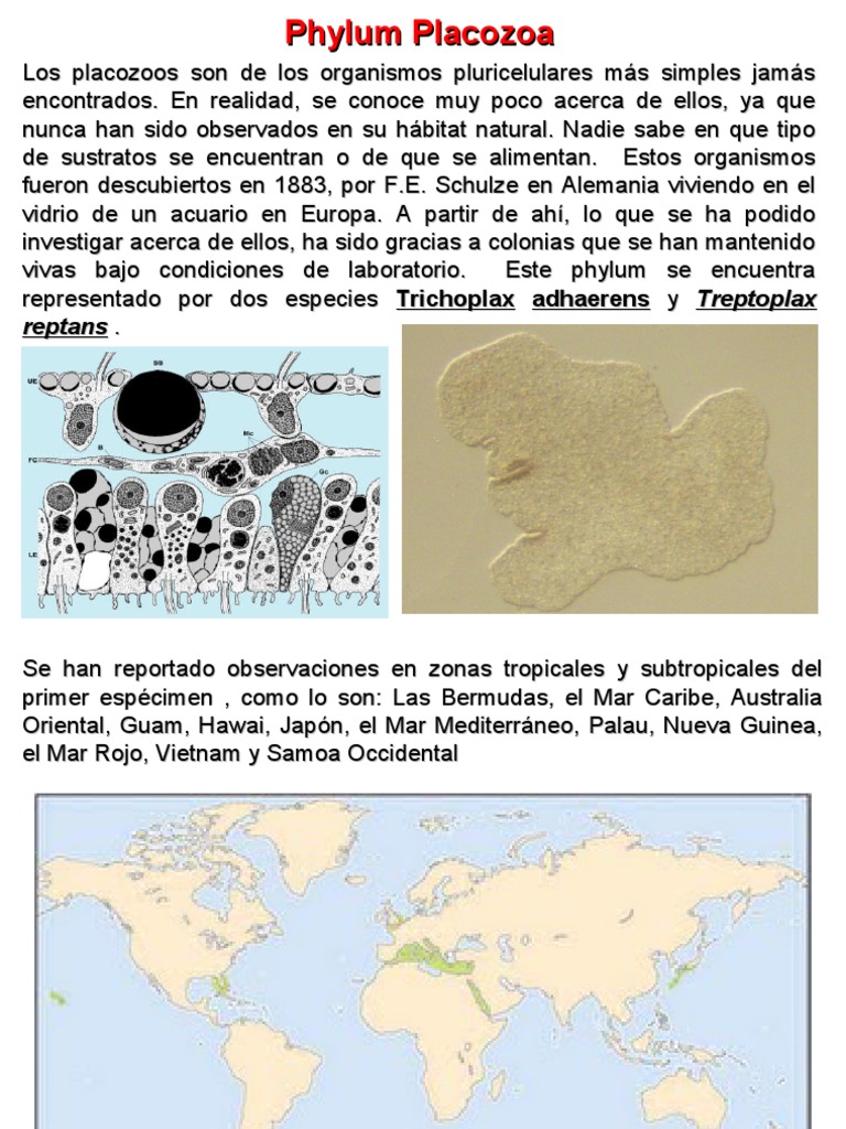 Características del Phylum Placozoa | PDF | Zoología | Biología