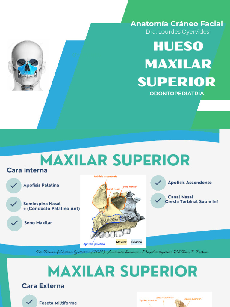 Anatomía del Maxilar Superior | PDF | Otorrinolaringología | Sistema ...