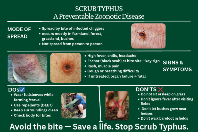 SCRUB TYPHUS A Preventable Zoonotic Disease - 20251023 - 184432 - 0000 ...