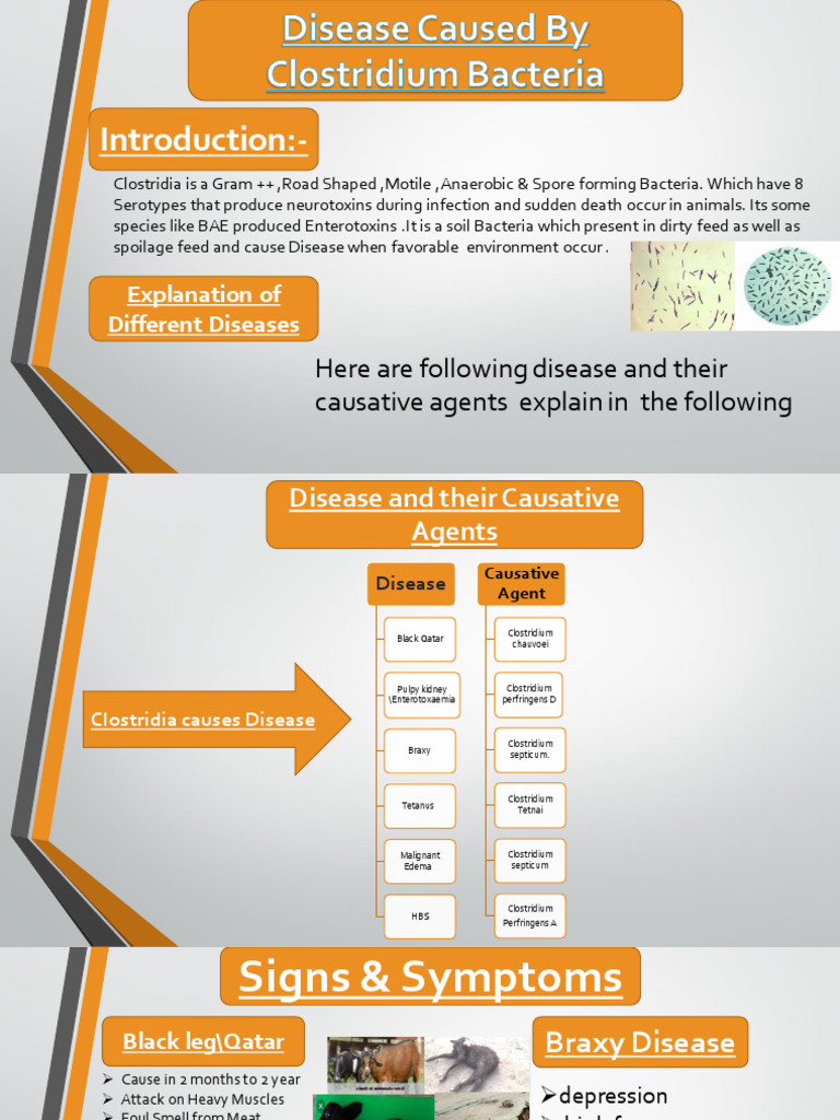 Clostridia Disease For Vetirenerian | PDF | Edema | Human Diseases And ...